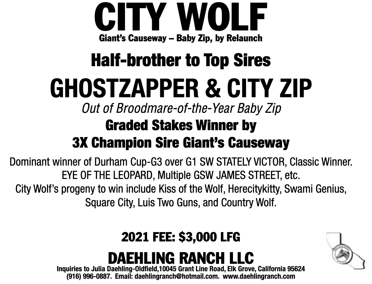 CITY WOLF'S INFO PDF